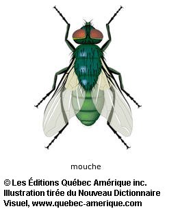 mouche | GDT