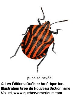 punaise rayée | GDT