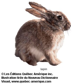 lapin | GDT