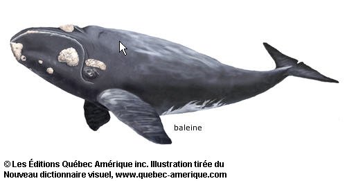baleine | GDT