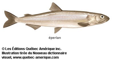 éperlan | GDT